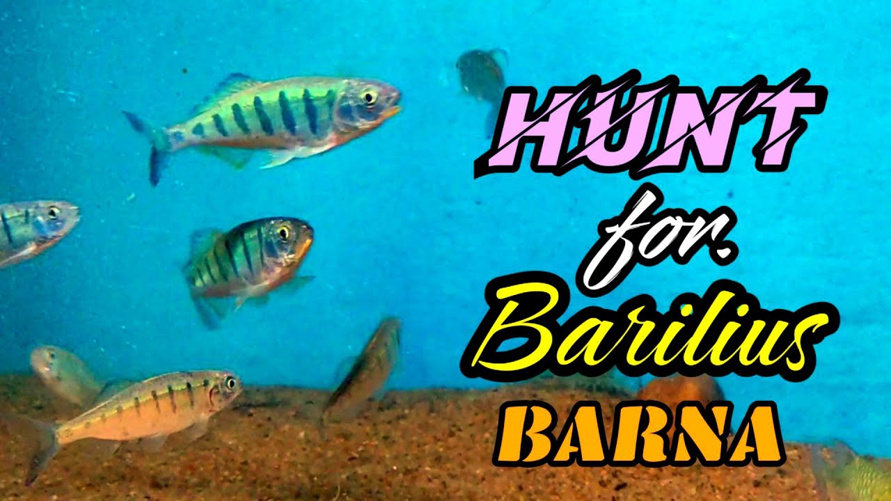 Catch your own aquarium fish 🐠 Barilius BARNA | Hunt for barilius barna ...
