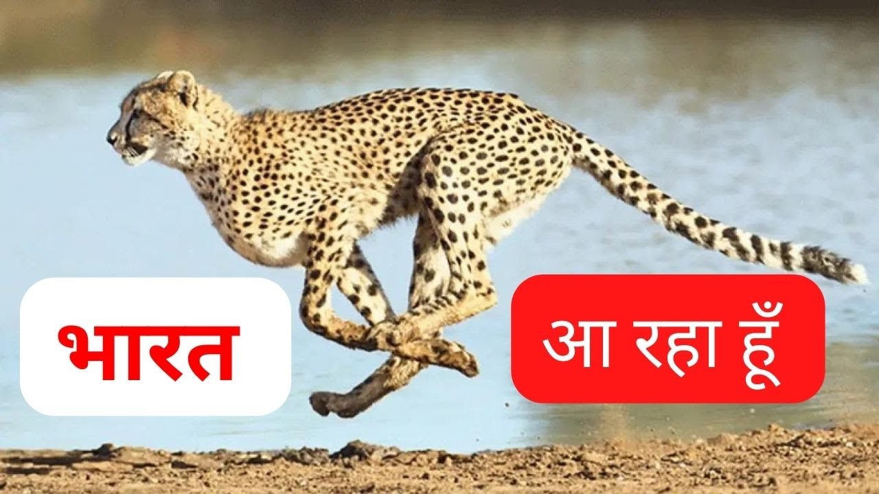 Cheetah | Kuno Wildlife Sanctuary | India-Namibia - YouTube