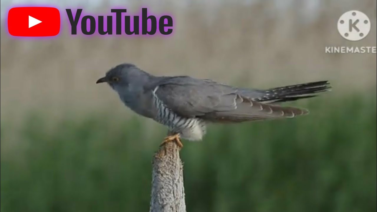 #modon Nath #8k Ultra HD Video #birds Movie - YouTube