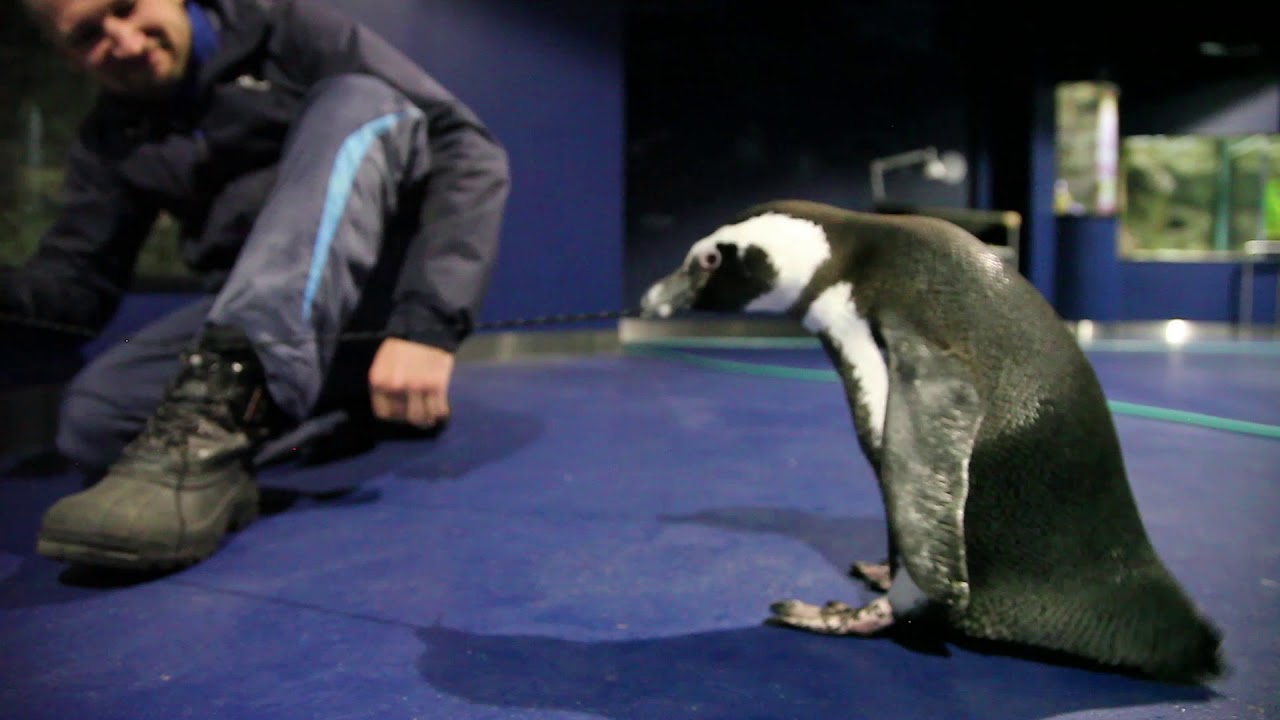 Pingvinai išėjo pasidairyti po Jūrų muziejų, 2020 03 18 - YouTube