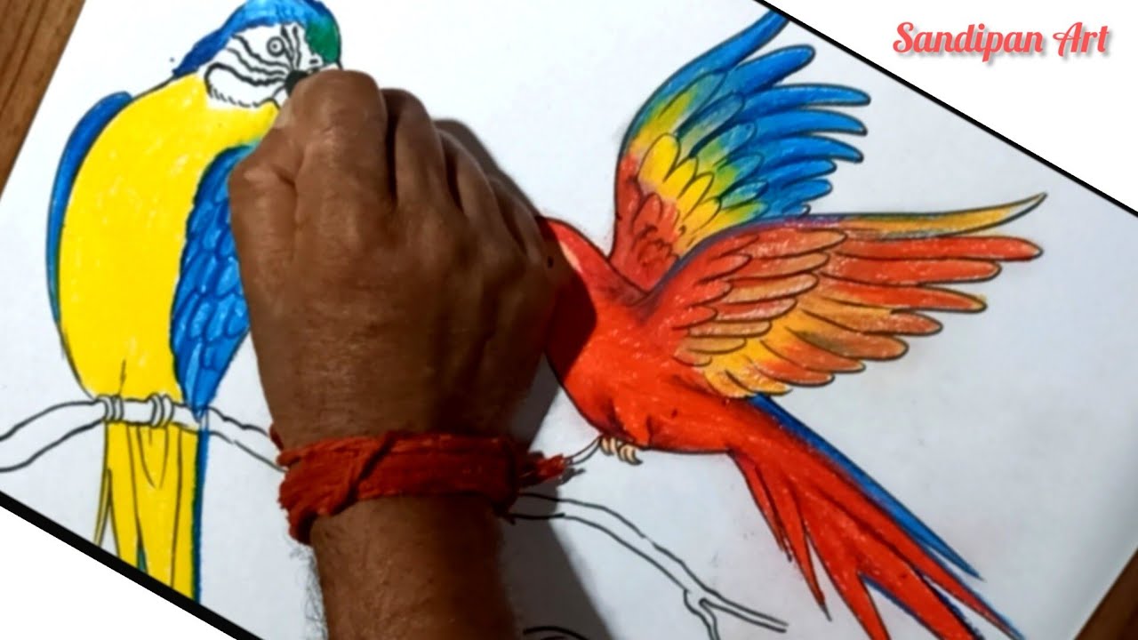 how to draw macaw/scarlet macaw/parrot macaw painting/bird drawing ...