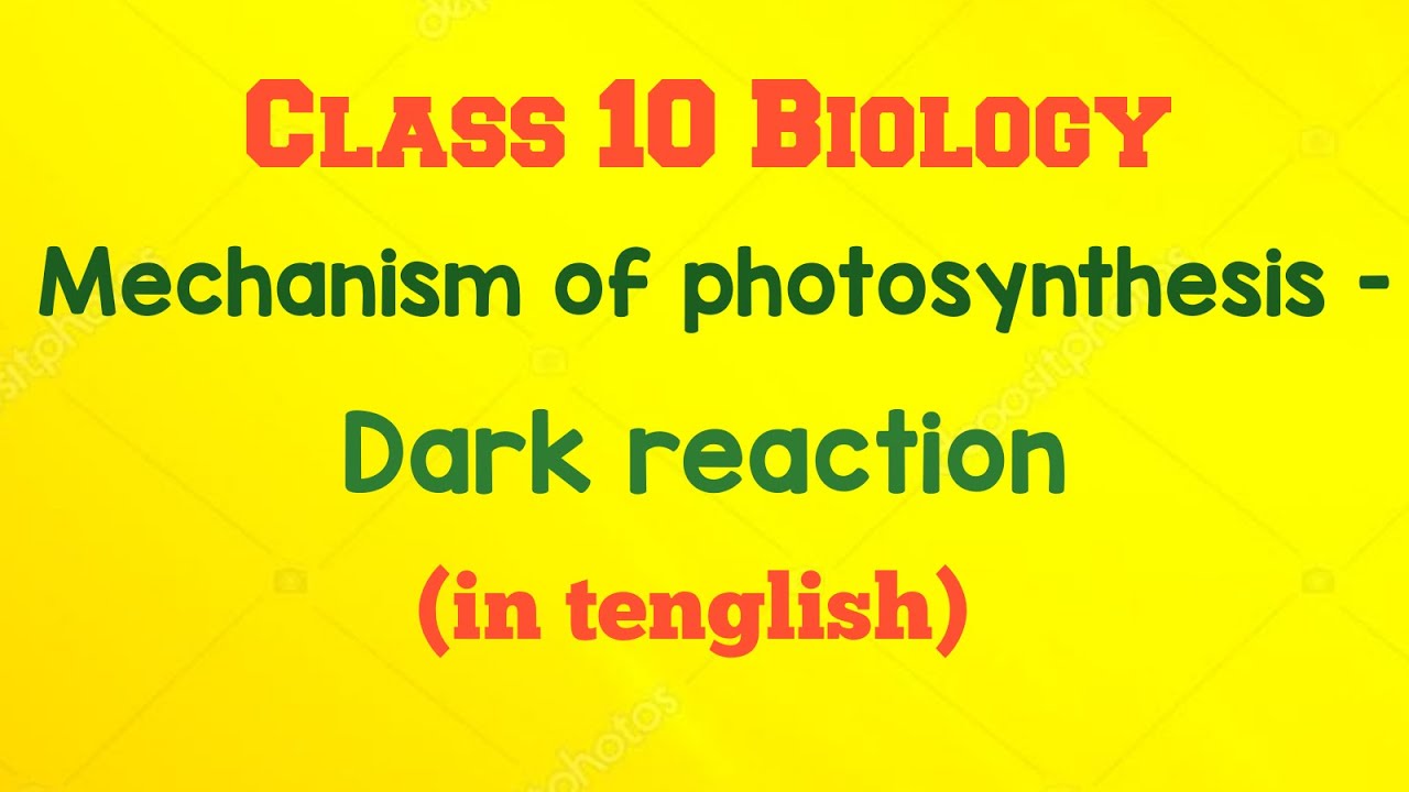 Mechanism of photosynthesis -Dark reaction //class 10 biology // - YouTube