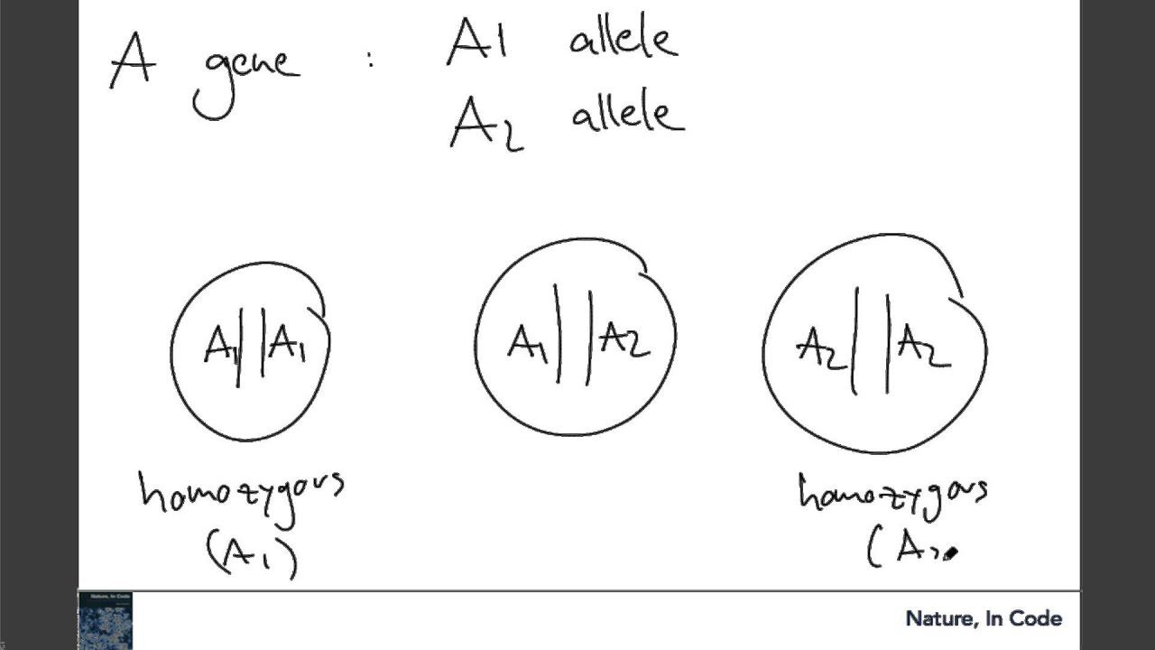 Nature, In Code - Chapter 2, Lecture 2 - YouTube