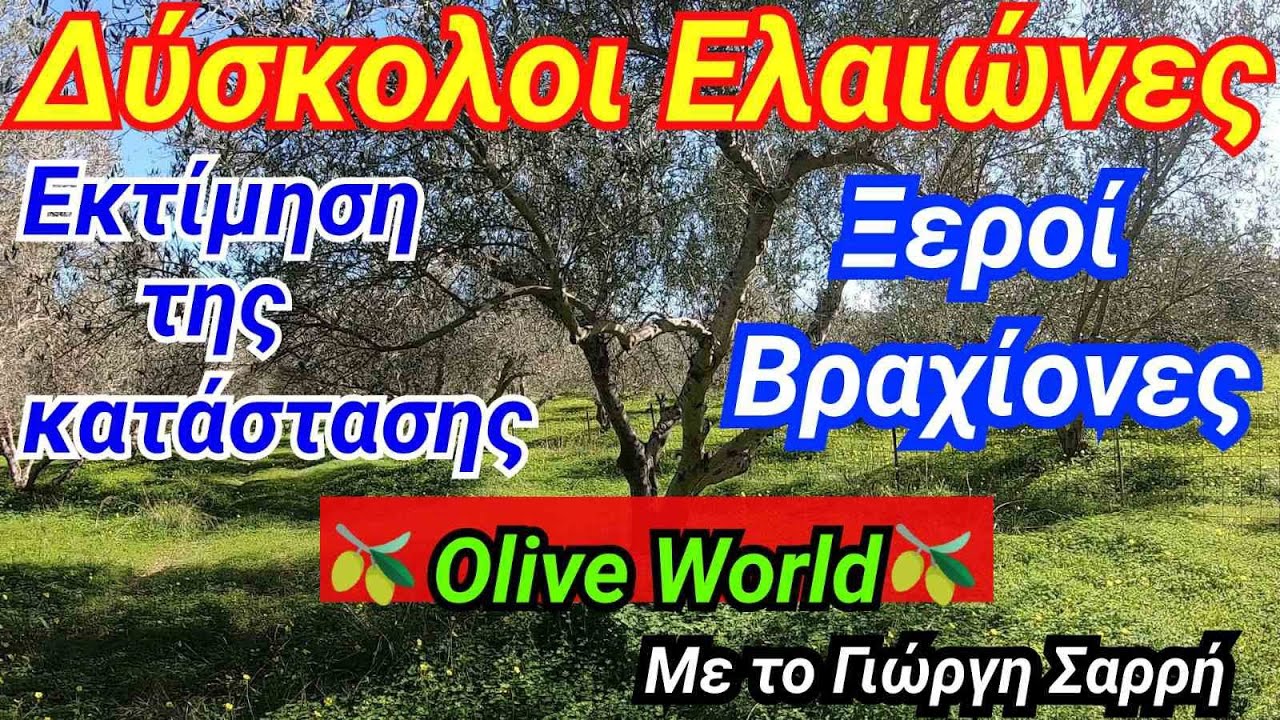 Κλάδεμα ελιάς-Ξεροί βραχίονες-Δυσκολοι ελαιώνες-Εκτίμηση κατάστασης ...