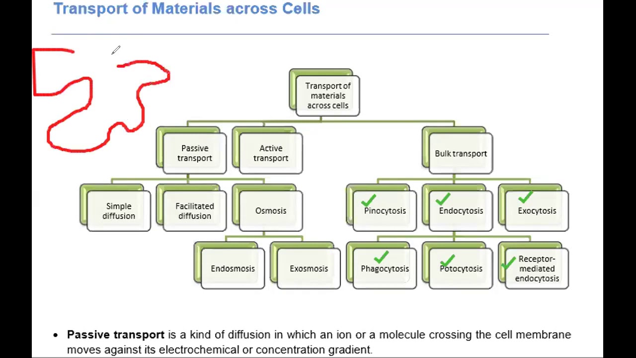 Cell Class 9 YouTube cell-class-9-youtube