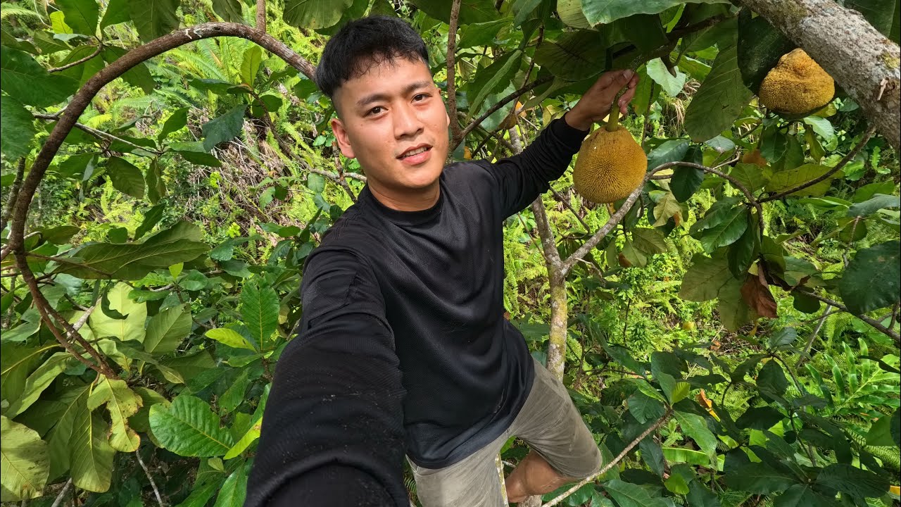 Musim buah tarap & durian #ibansurvival - YouTube