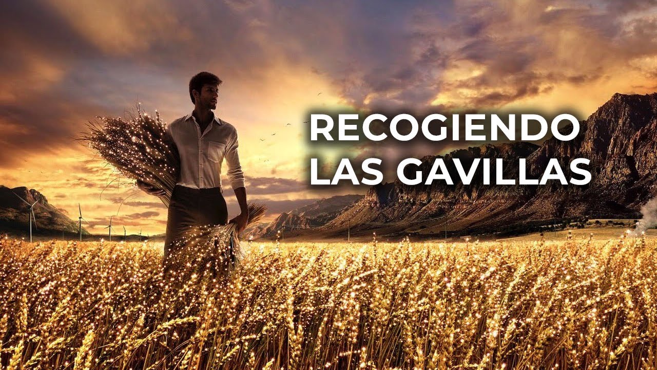 RECOGIENDO LAS GAVILLAS - YouTube
