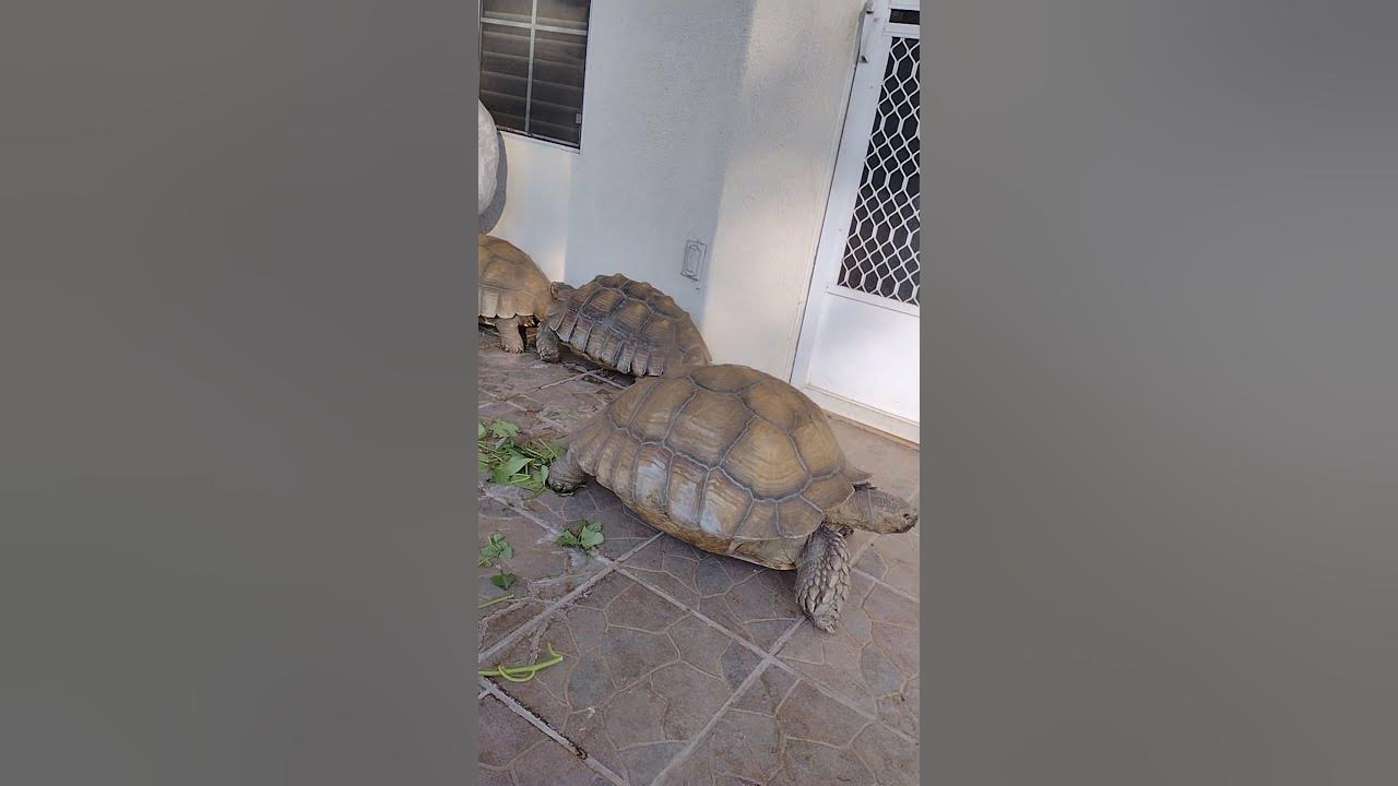 Tortoise time to go to sleep 💤 💤 - YouTube