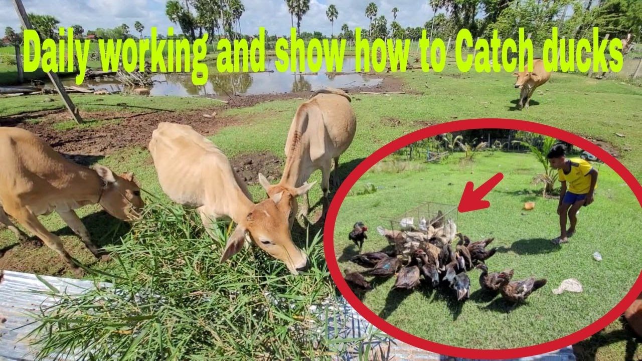 Daily working, And show how to catch ducks - YouTube