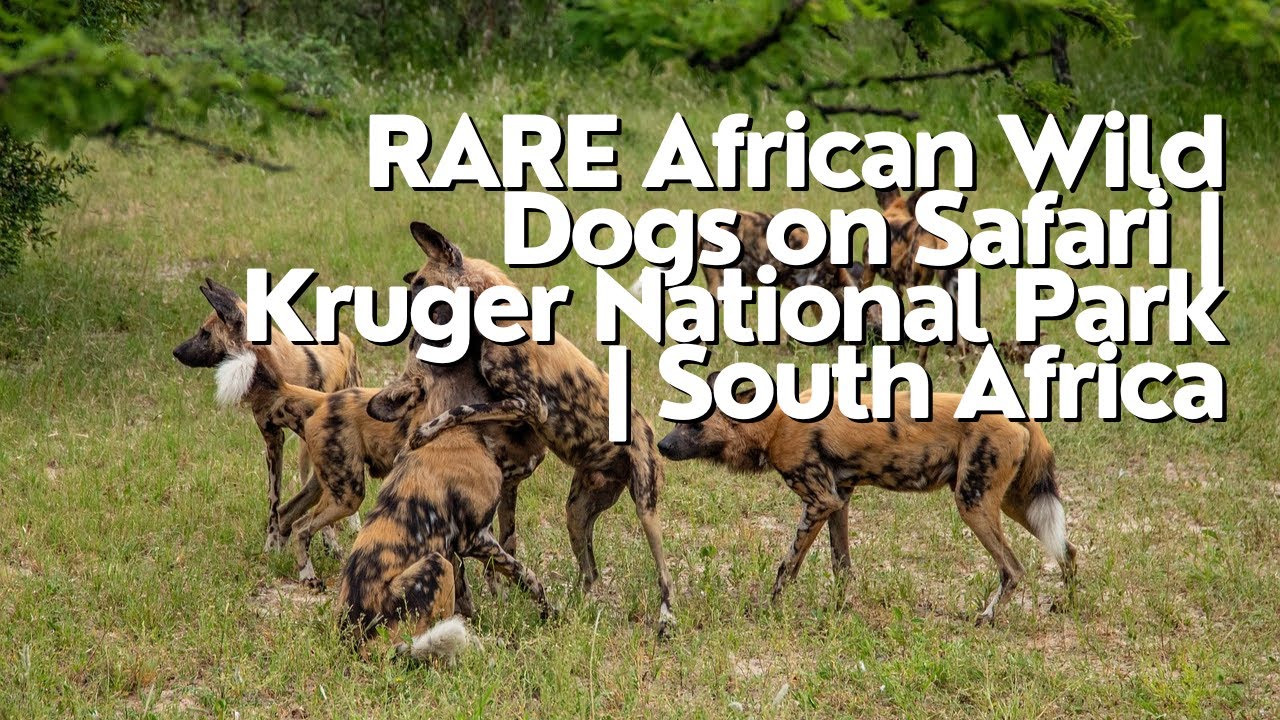 RARE African Wild Dogs on Safari | Kruger National Park | South Africa ...