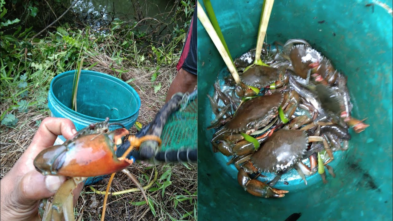 part 2 Ng aming pagbibintol Ng alimango kahit may bagyong amang tuloy Lang sa hunting Ng ...
