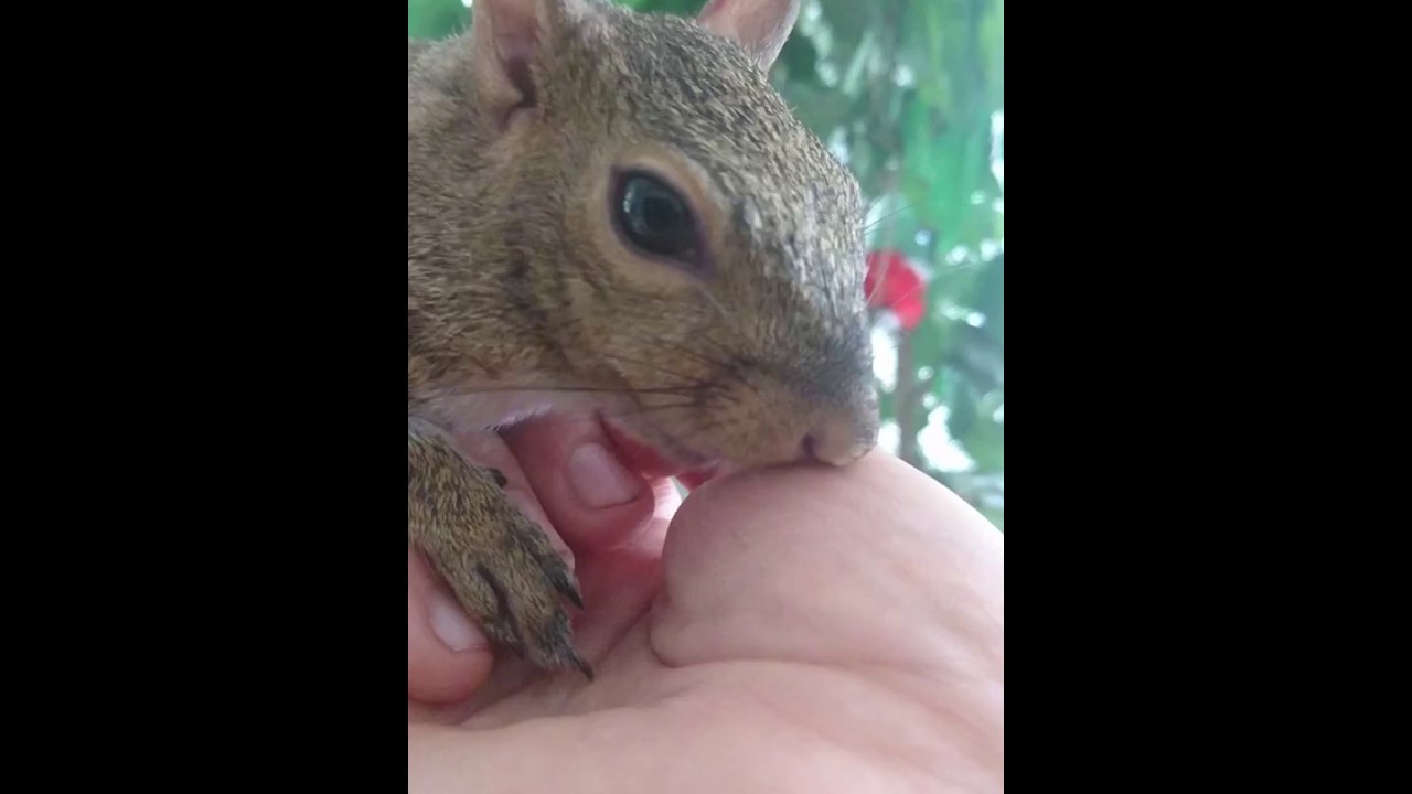 Steve the Squirrel gives me lots of kisses! cute pet squirrel love ...