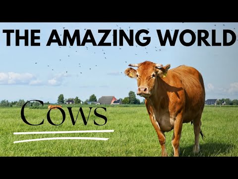 The Amazing World of Cows! #animals #cow #viral - YouTube