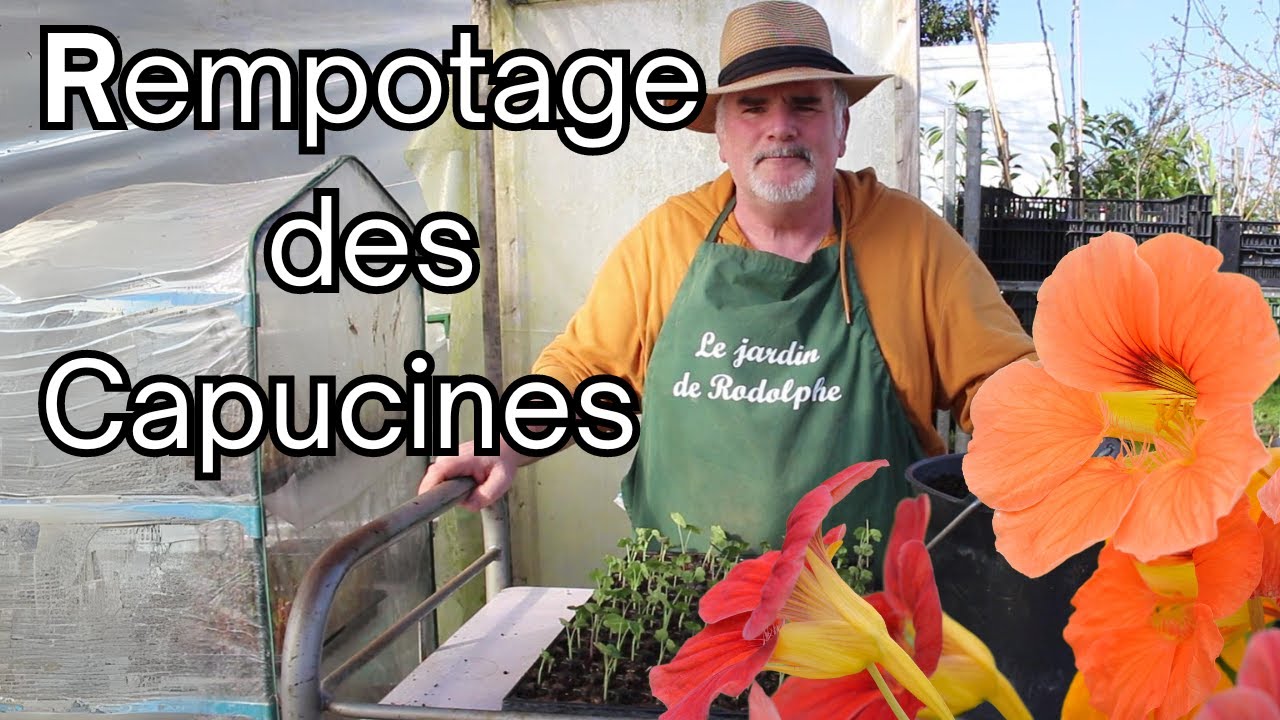 Comment réussir le rempotage des Capucines ? - YouTube