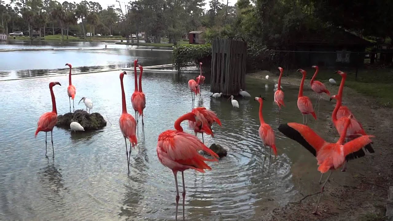 Flamingos at Lion Country Safari 11/9/2012 part 2 - YouTube