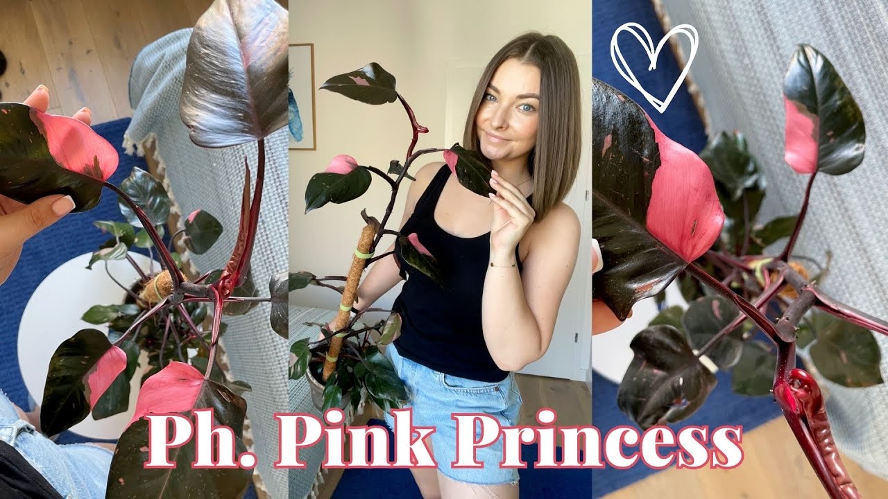 Jak pielęgnować Ph. Pink Princess, aby się ładnie wybarwiał? Rady z ...