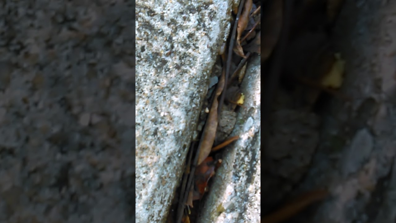 Stomping on ants #2 - YouTube