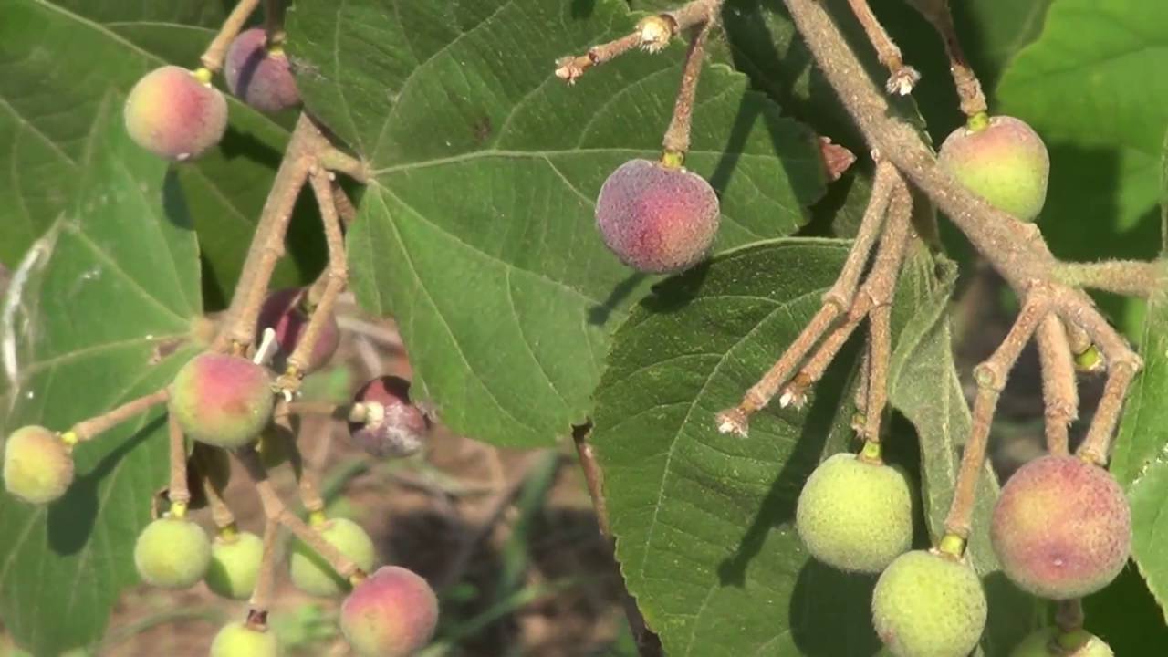 Rare Fruits Of Bangladesh Falsa Fhalsa Folsa Fhalsha Fruit - YouTube