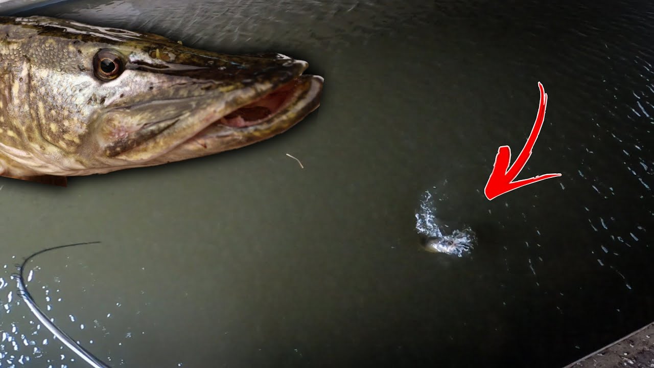 Incredible PIKE ATTACKS caught on Camera. - YouTube