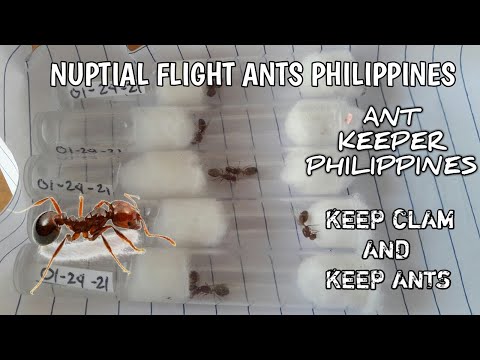 What Kind Of Ants Are In The Philippines