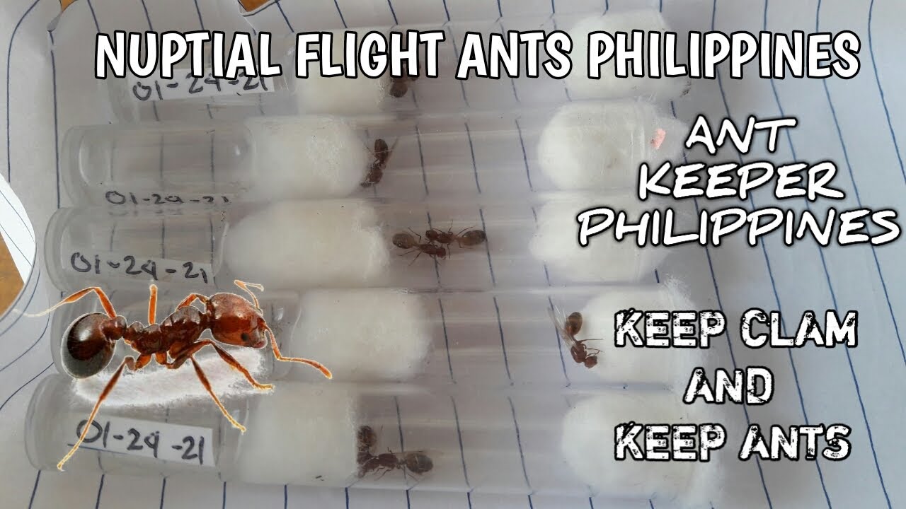 NUPTIAL FLIGHT ANTS PHILIPPINES AND KEEP ANTS 2021 - YouTube