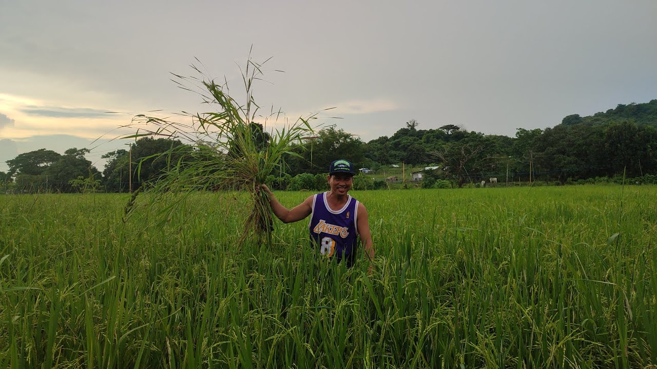 MY PROVINCE LIFE ,SIMPLE LIVING BUT HAPPY #philippines #provincelife # ...