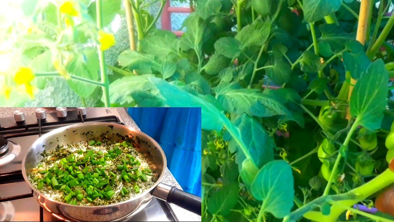 Can you cook tomato leaves 🍃 🤔?? - YouTube
