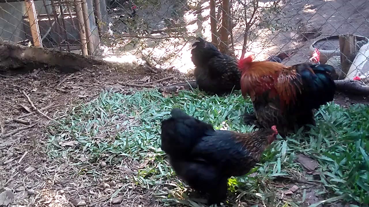 Míni cochin BRUWN RED - YouTube