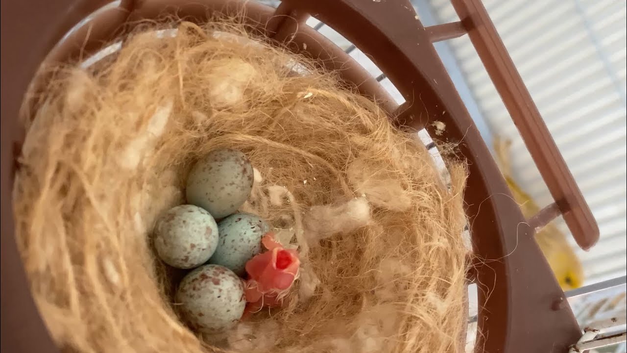 WATCH BABY CANARY growth stages from hatching 🐣 to 10 days 2023! / l ...