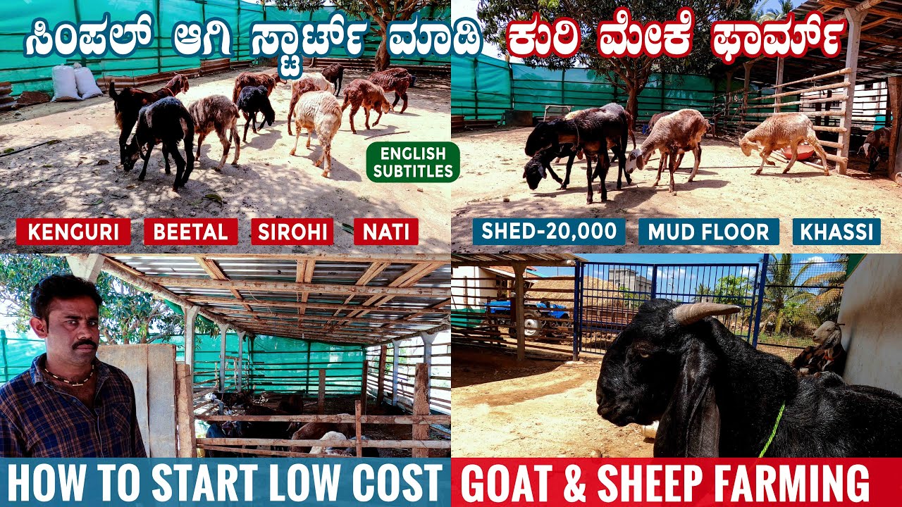 Start Low Cost Goat & Sheep Farm with Low Cost SHED and Small SCALE in ...