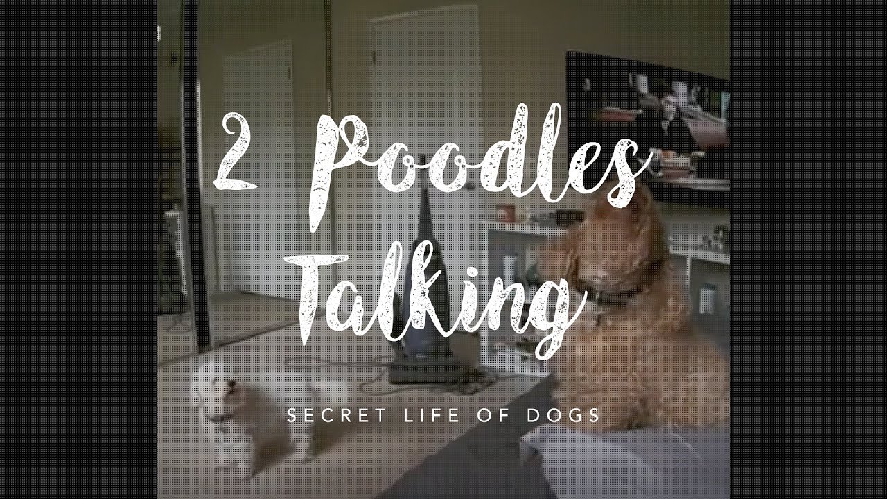 Two Poodles Talking To Eachother On The Smart Pet Camera - YouTube