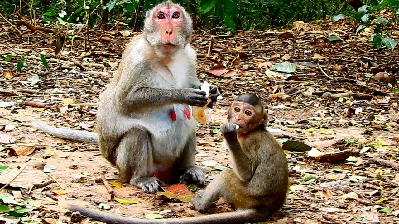 Jazzy Monkey So Glad Today Coz Jane Monkey Right Give Her Attention ...