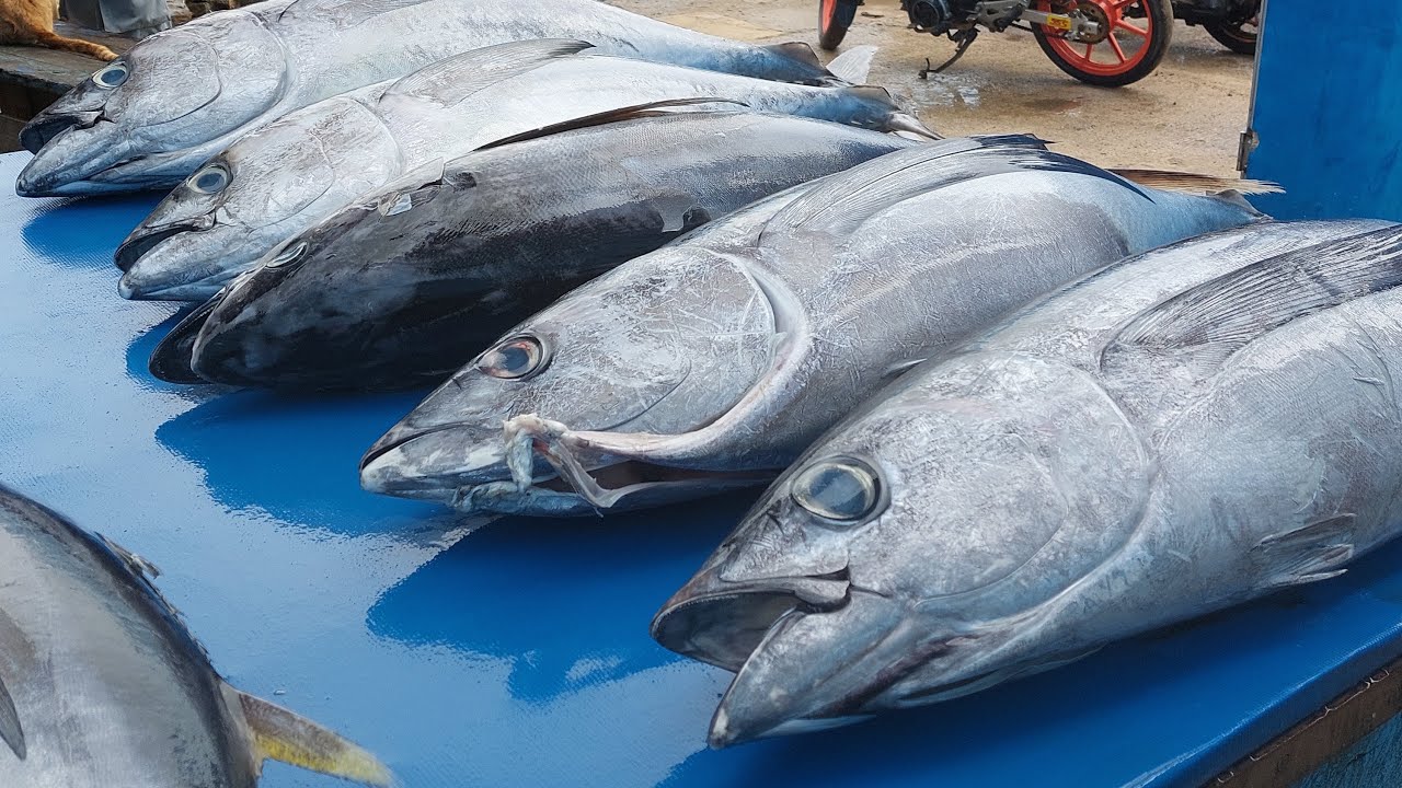 Live Streaming 16 Feb 23 Manyaksikan Pemotongan Ikan Tuna Segar Di ...