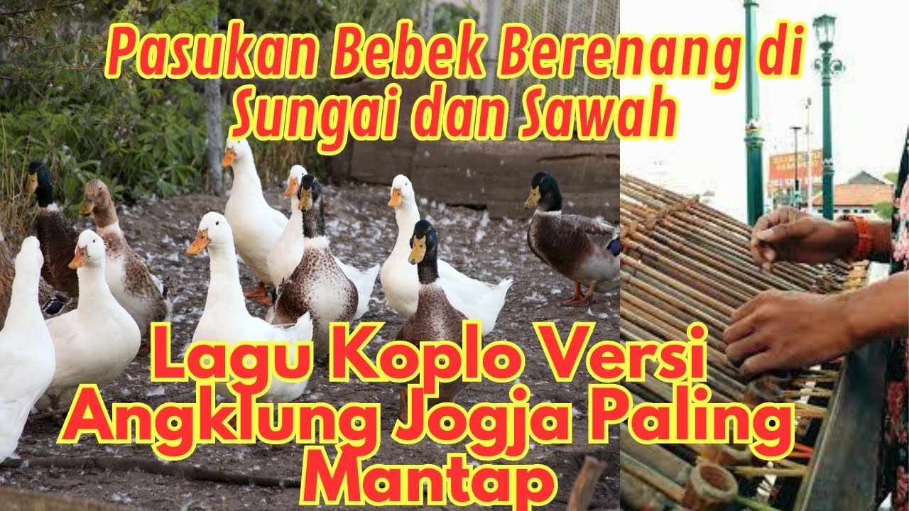 Lagu Bebek Adus Kali Versi Dangdut Koplo Iringan Angklung Jogja Terbaru ...
