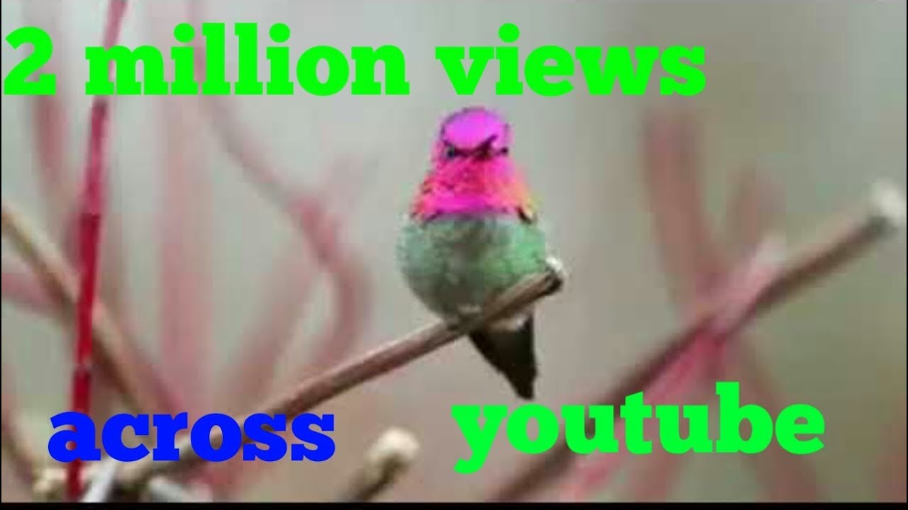 Surakav is a bird name is colur changeing bird with in sec - YouTube