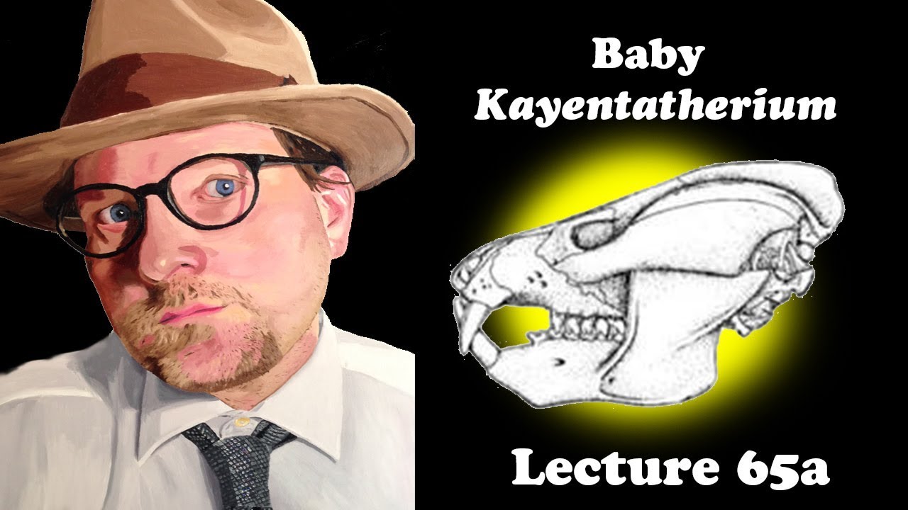 Lecture 65a Baby Kayentatherium - YouTube