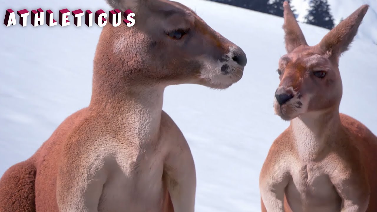 WHO WILL BE THE FASTEST? 🐘 ATHLETICUS | Cartoon in English - YouTube