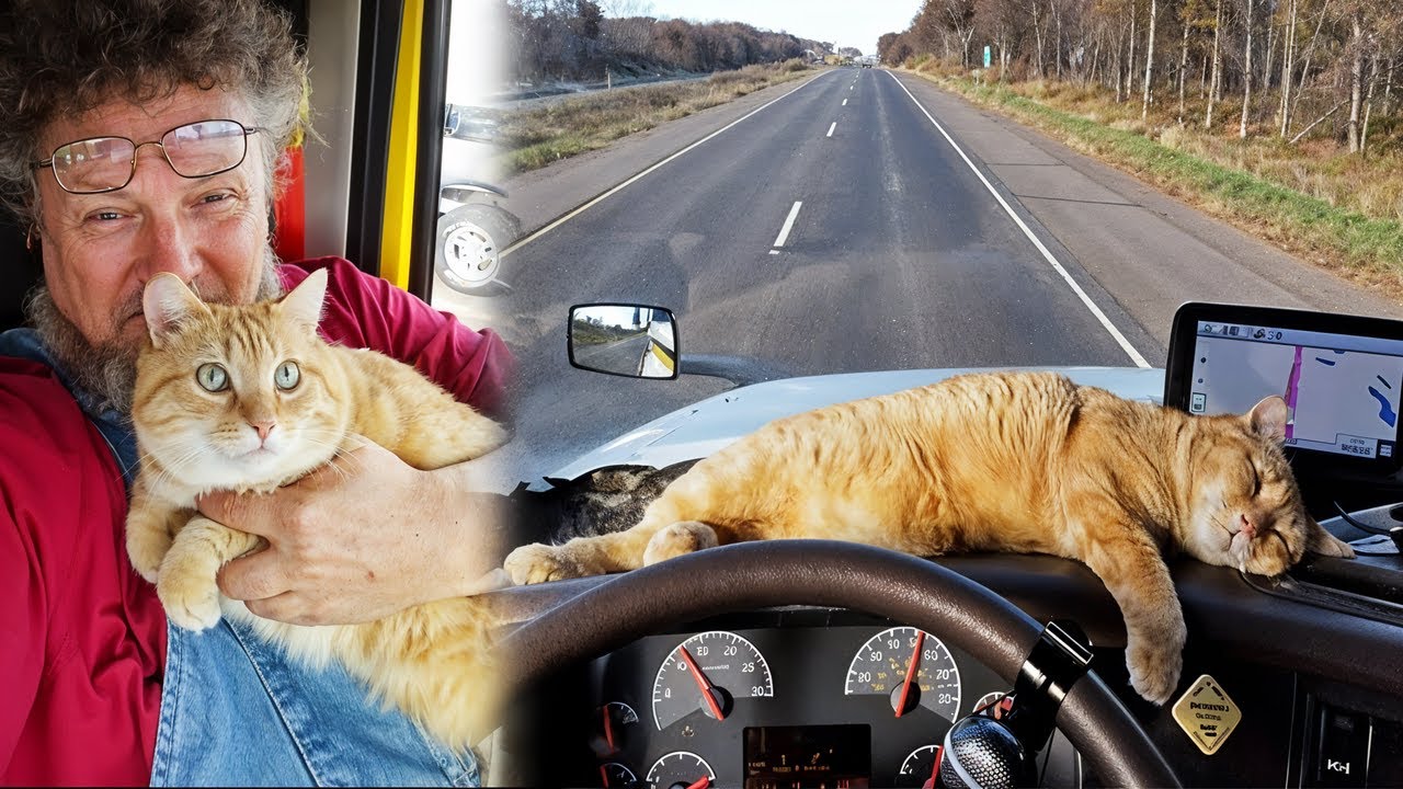 Lonely Truck Driver Adopted Abandoned Cat, And Now He's Its Official Co ...
