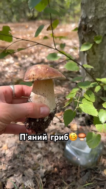 Ця історія не про алкоголь, а про любов до грибів і людей засранців ...