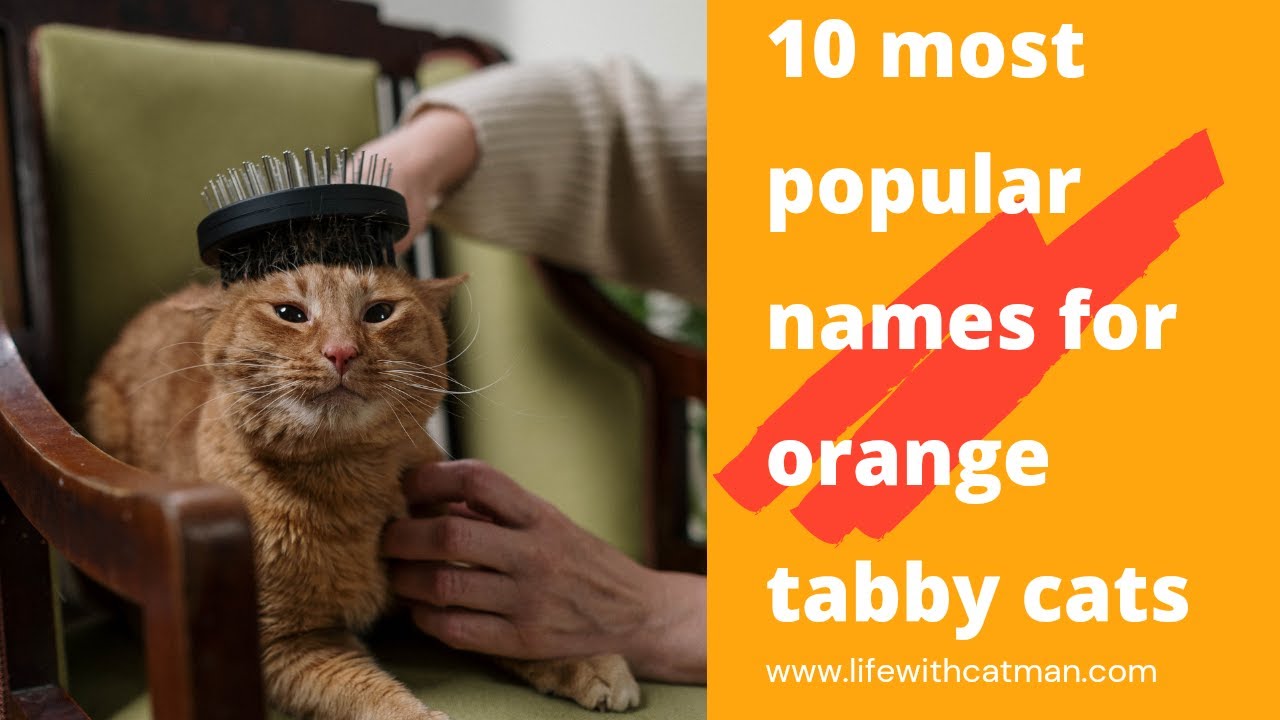 10 most popular names for orange tabby cats - YouTube