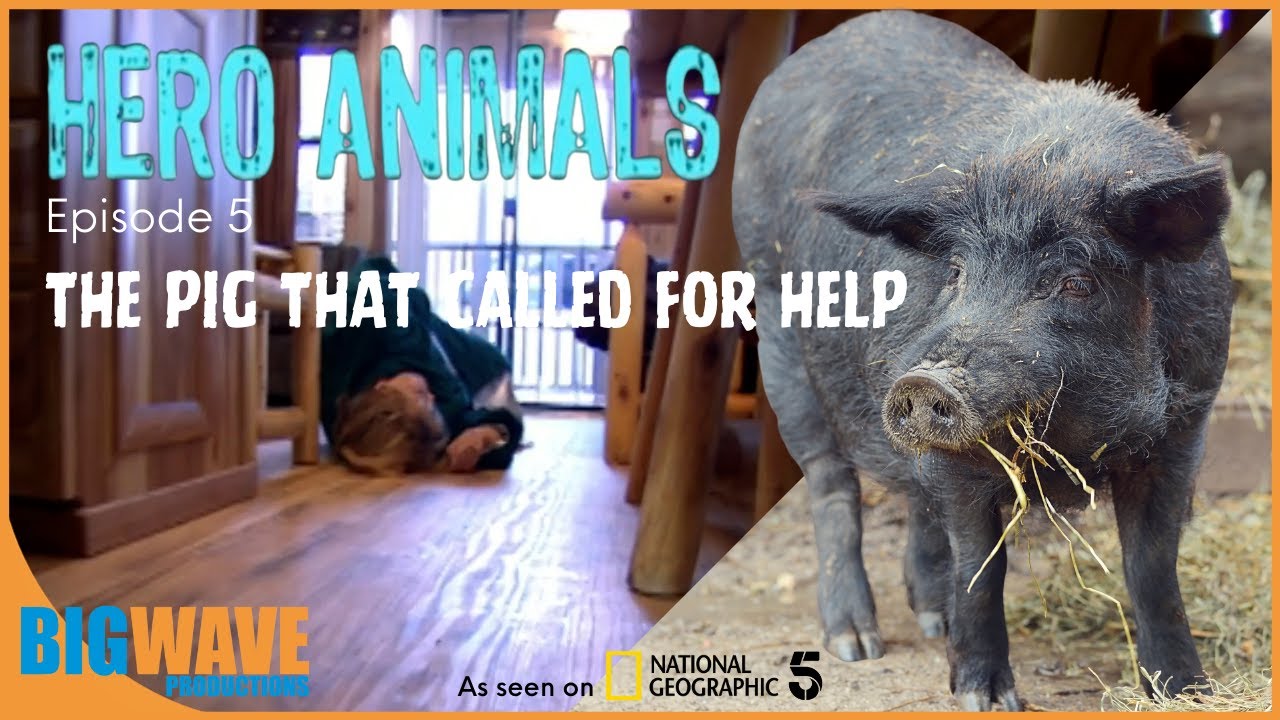 Hero Animals- The Pig that called for help - YouTube
