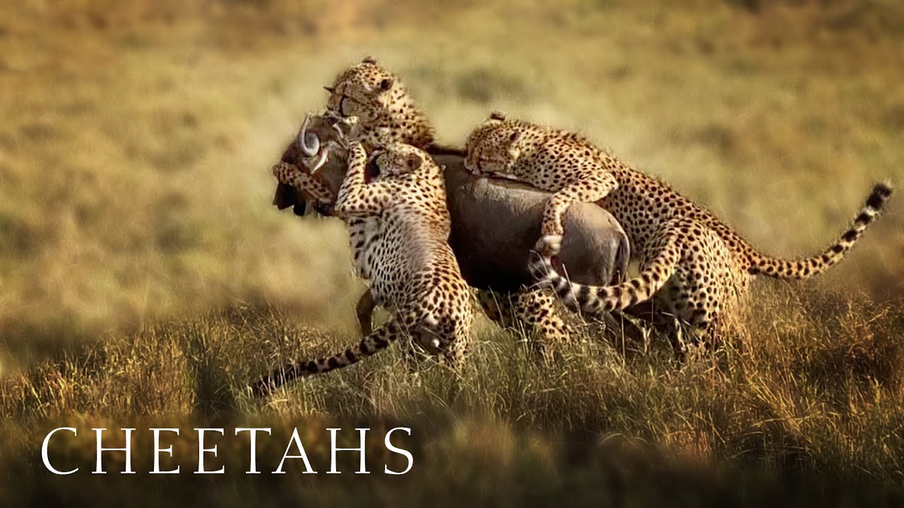 Cheetah Kill, Hunt of a Wildebeest by 5 Cheetahs - YouTube