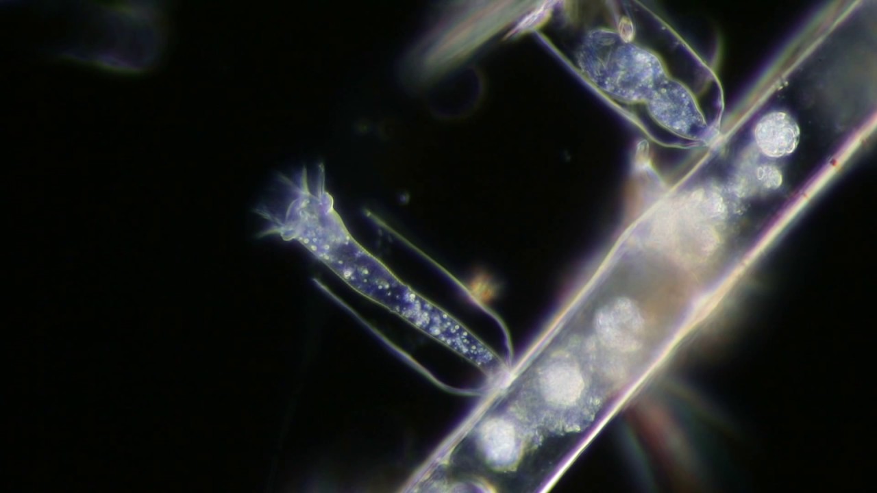 コスルニアの一種 Cothurnia sp その1 - YouTube