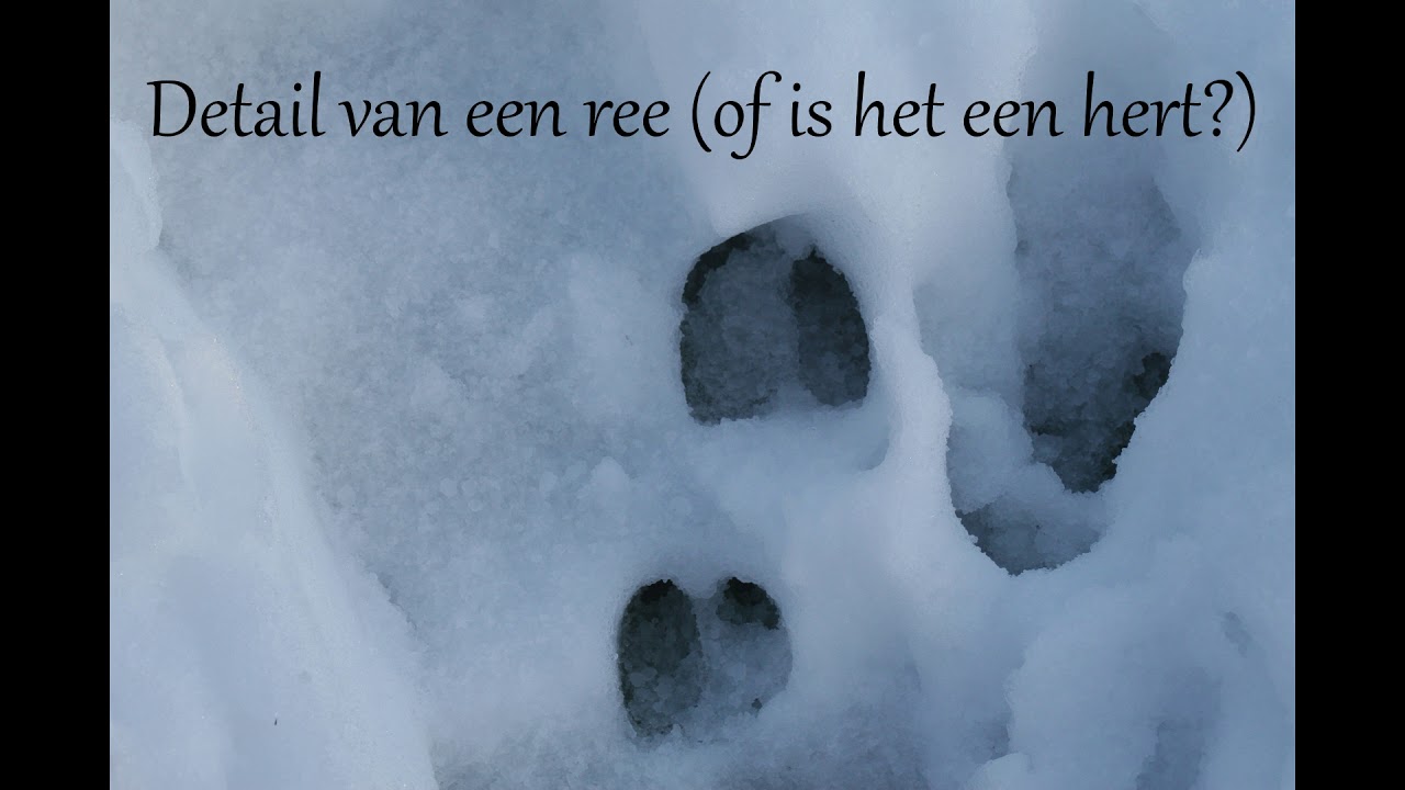 1 minuut natuur: sporen in de sneeuw - YouTube
