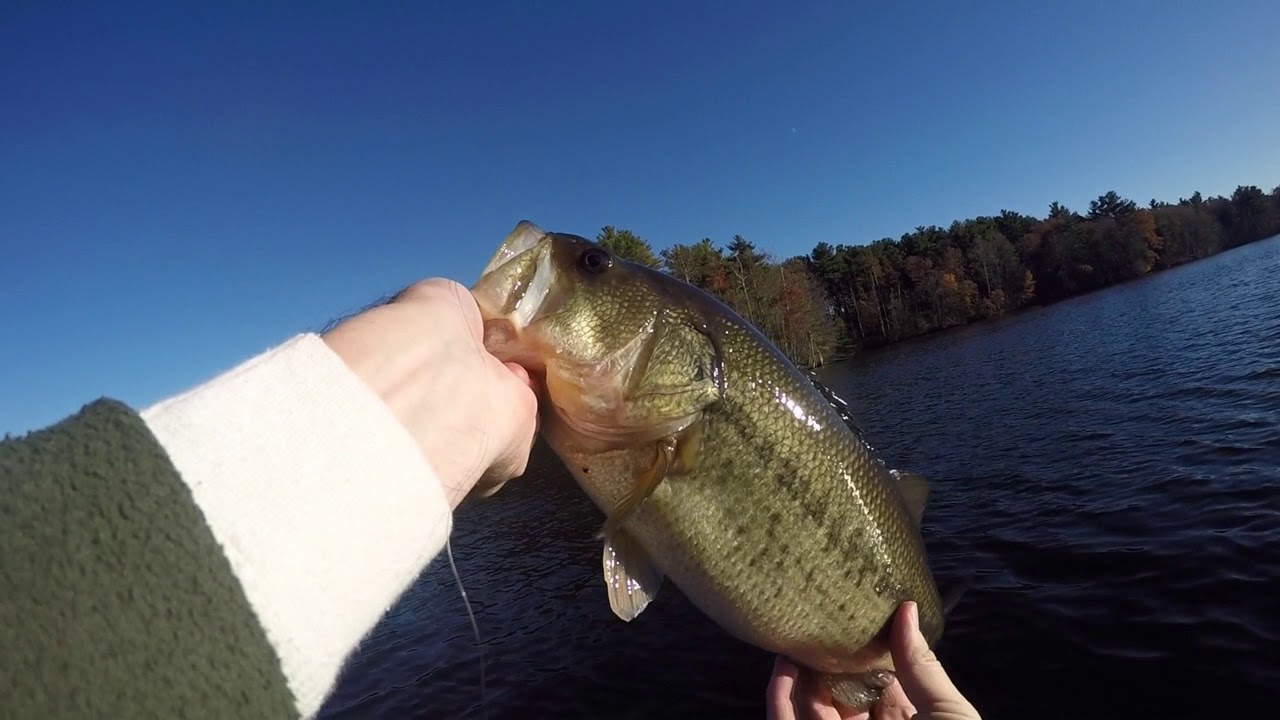 Late Fall Bass on a KVD Red Eye Shad Lipless Crankbait - YouTube