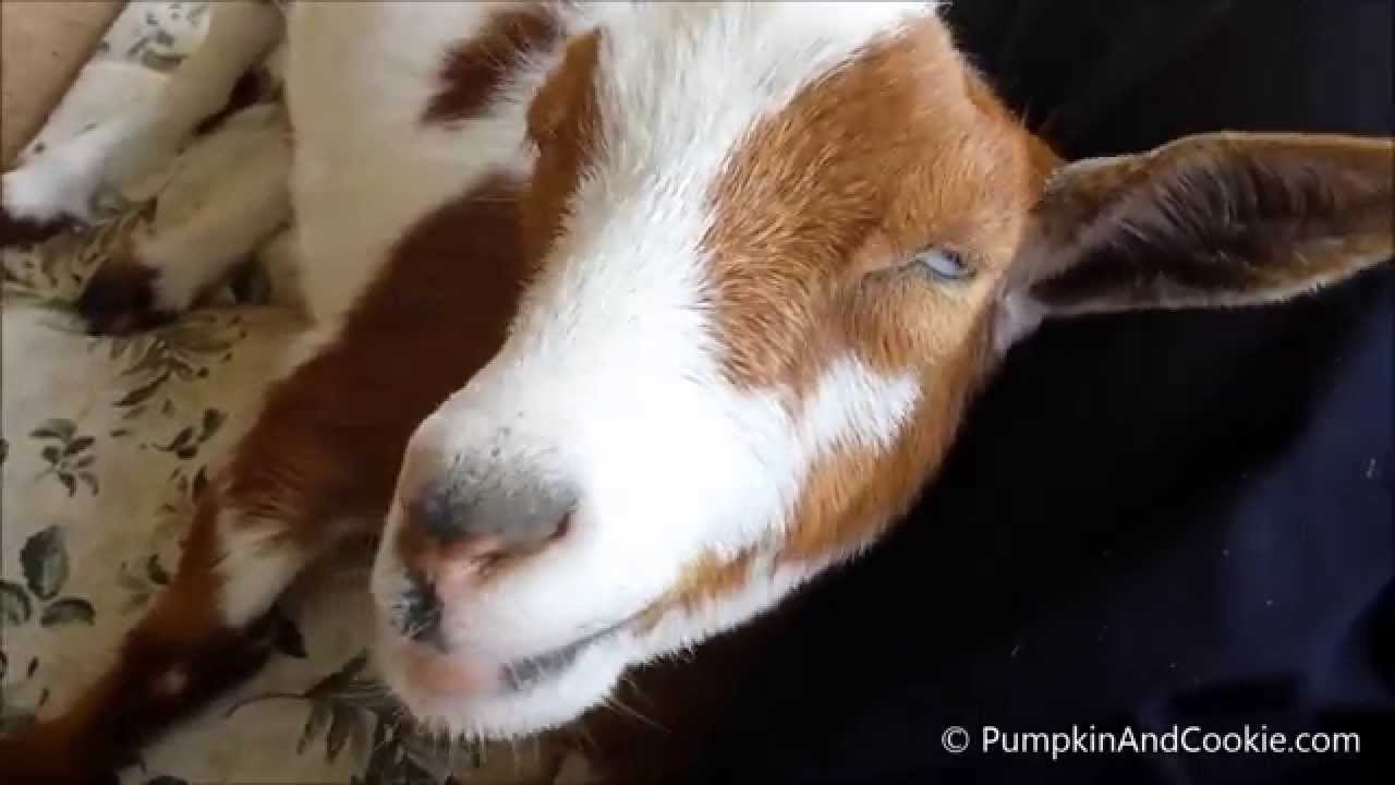 Goats | Pumpkin Loves to Cuddle - YouTube