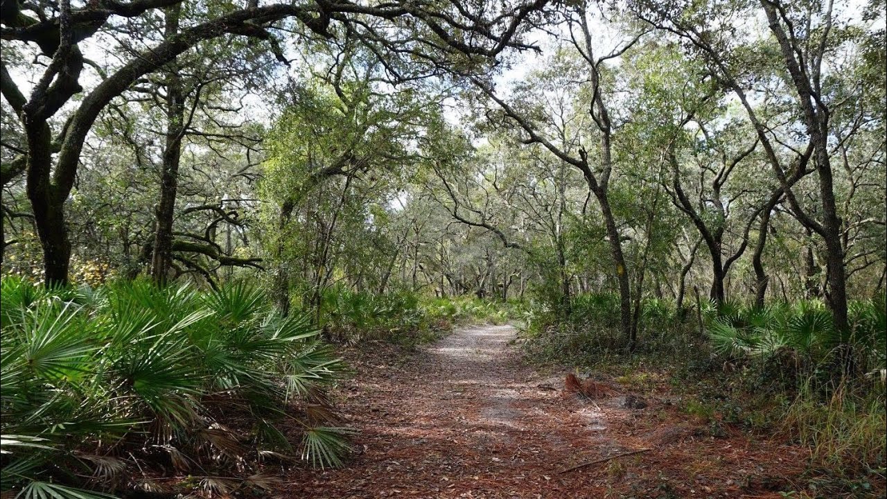 Hiking at Two Mile Prairie in Withlacoochee State Forest - YouTube