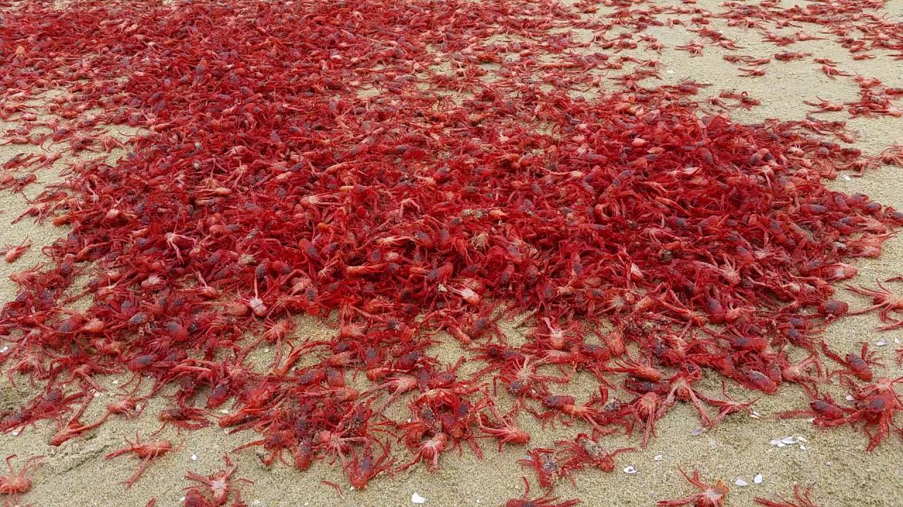 1000's of Bright Red Crabs On Newport Beach - Balboa Peninsula, Orange ...
