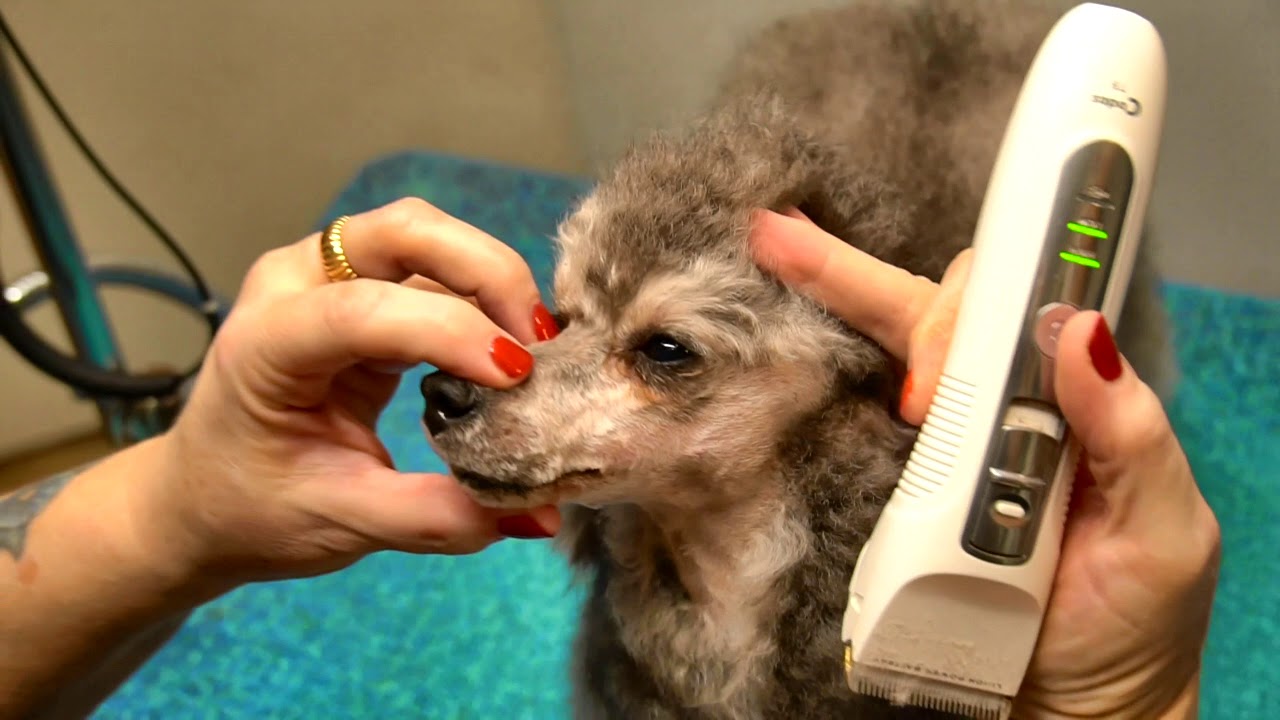 Poodle: Face, Fanny, & Hygienic Shave: Tutorial - YouTube