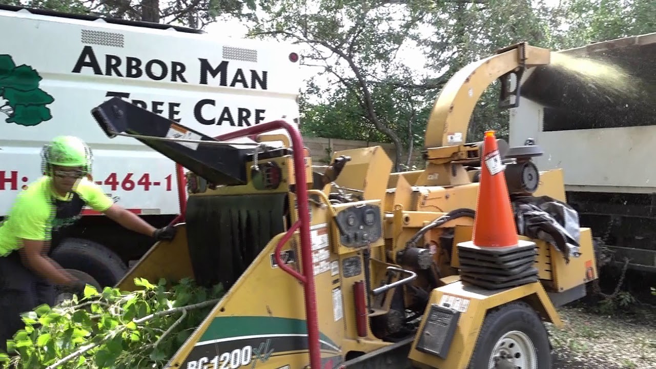 Arbor Man Tree Care, Tree Service, Edmonton, Alberta, T6P 1M2 - YouTube
